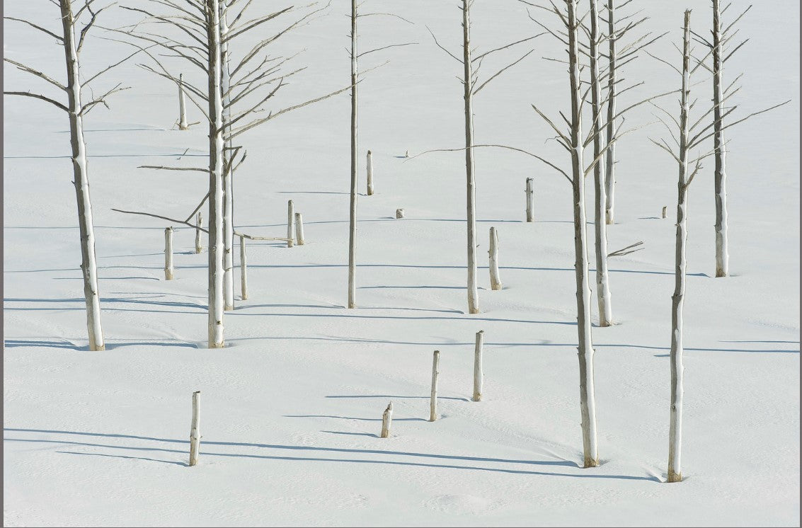 Ken Takata Note Card – National Museum of Wildlife Art