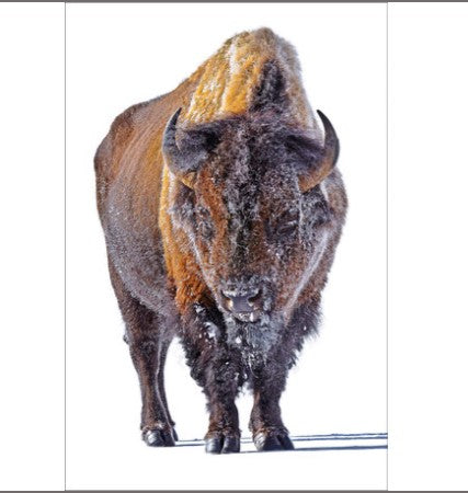Ken Takata 13x19 Matted Print – National Museum of Wildlife Art