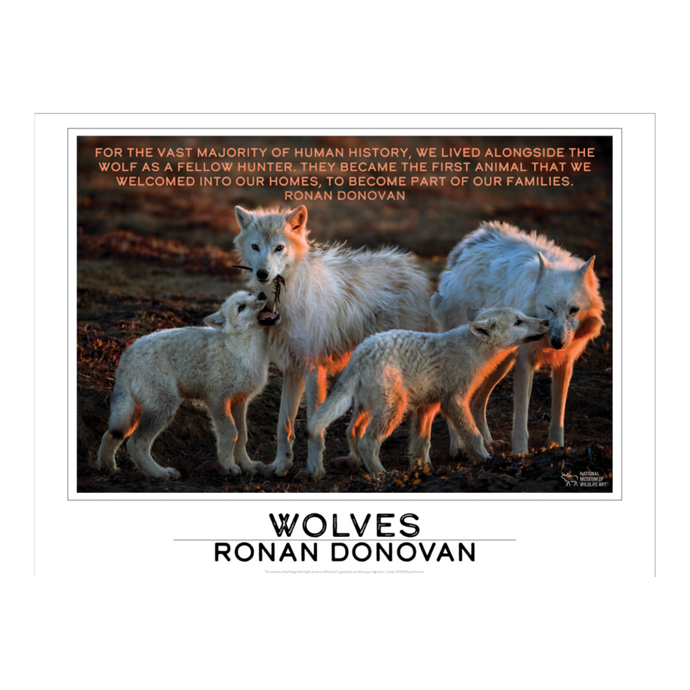 Ronan Donovan Poster 'Wolf #7' – National Museum of Wildlife Art