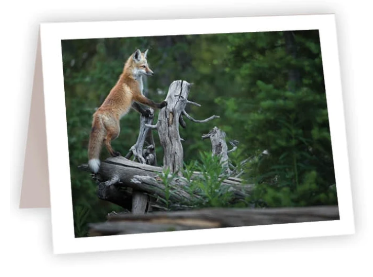 NC AR Fox on Log – National Museum of Wildlife Art