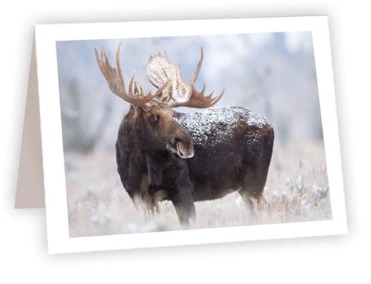NC AR Frosty Moose – National Museum of Wildlife Art