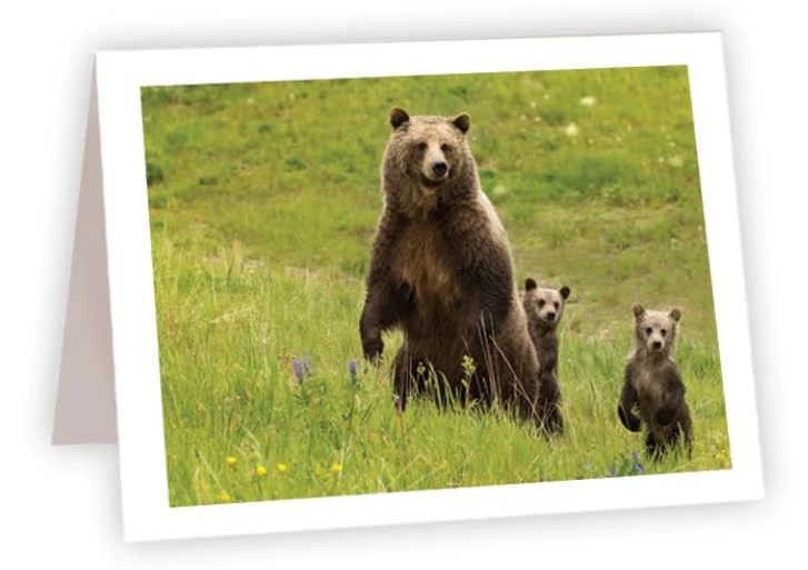 NC AR Mamma Bear Standing Cubs – National Museum of Wildlife Art